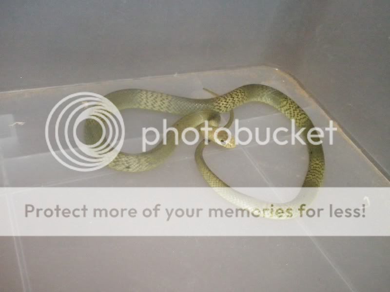 Pseudonaja affinis (Dugite Pictures) | Aussie Pythons & Snakes Forum