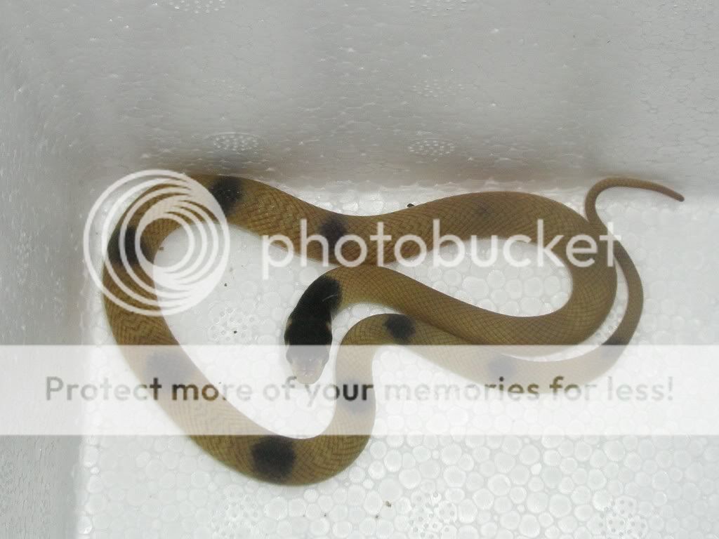 Pseudonaja affinis (Dugite Pictures) | Aussie Pythons & Snakes Forum