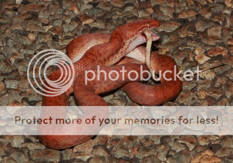 Pilbara Trip a few months ago. | Aussie Pythons & Snakes Forum