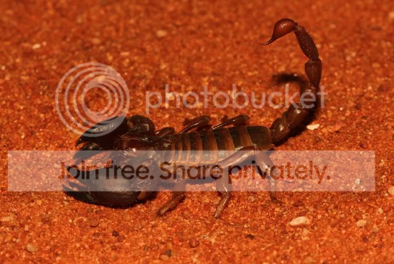 Pilbara Trip. | Aussie Pythons & Snakes Forum