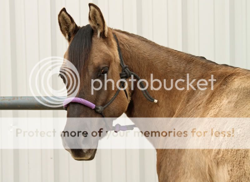 What To Do With Sage's Forelock | The Horse Forum